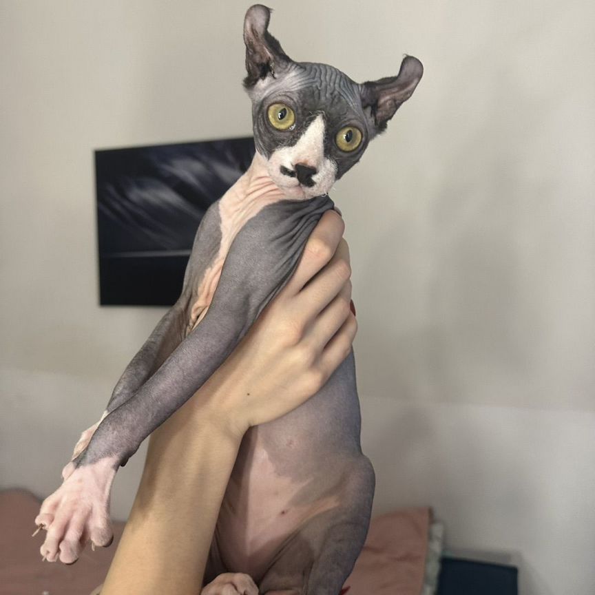 Сфинкс эльф