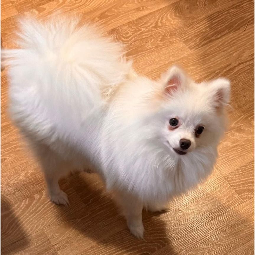 Померанский шпиц