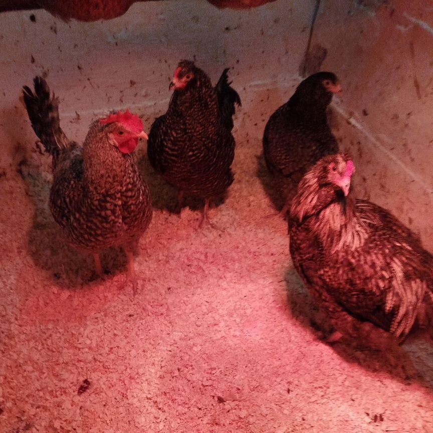 Молодые петухи