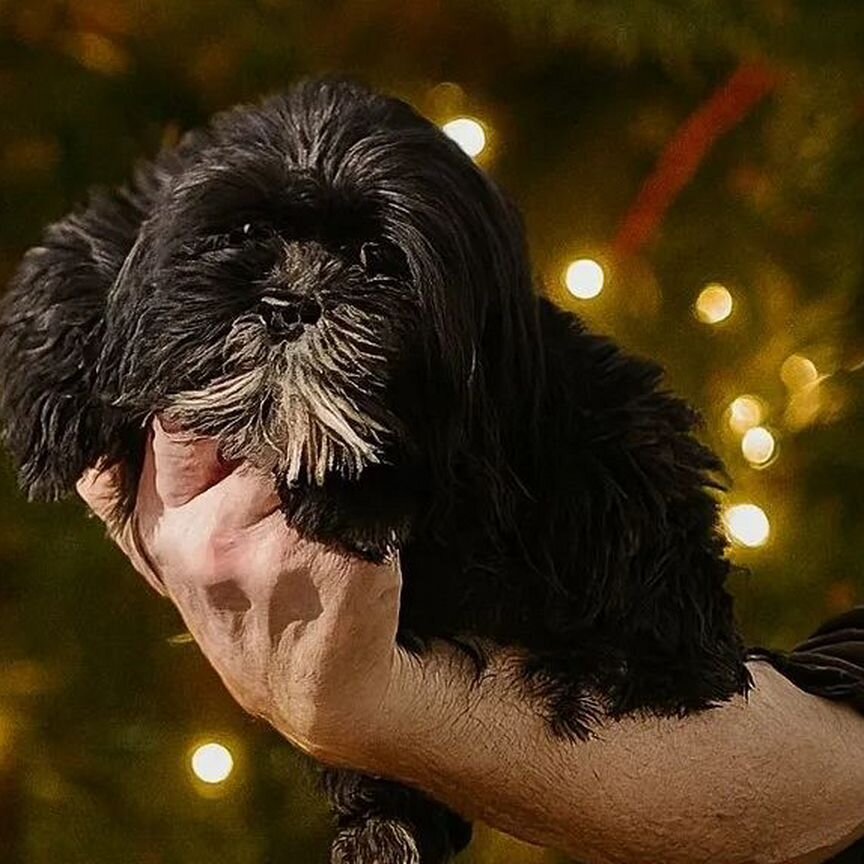 Мальтипу, щенок