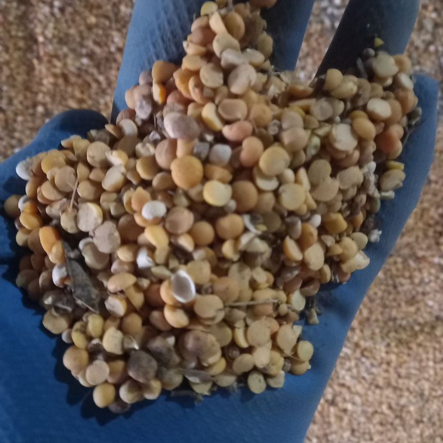 Горох колотый половинки на корма