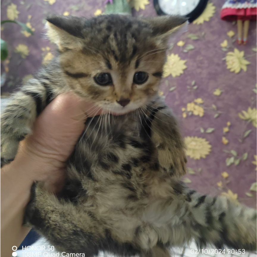 Котята в добрые руки бесплатно