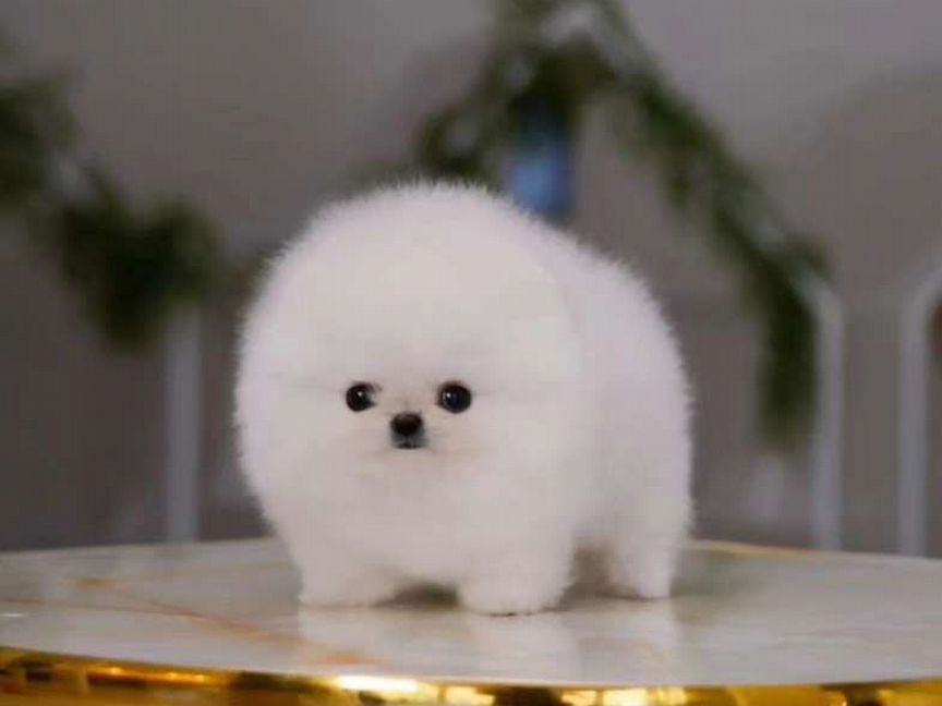 Померанский шпиц Микро из Кореи