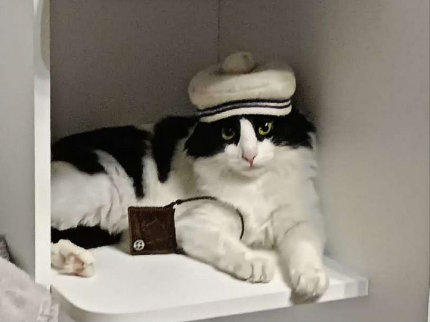 Кошка черно- белая