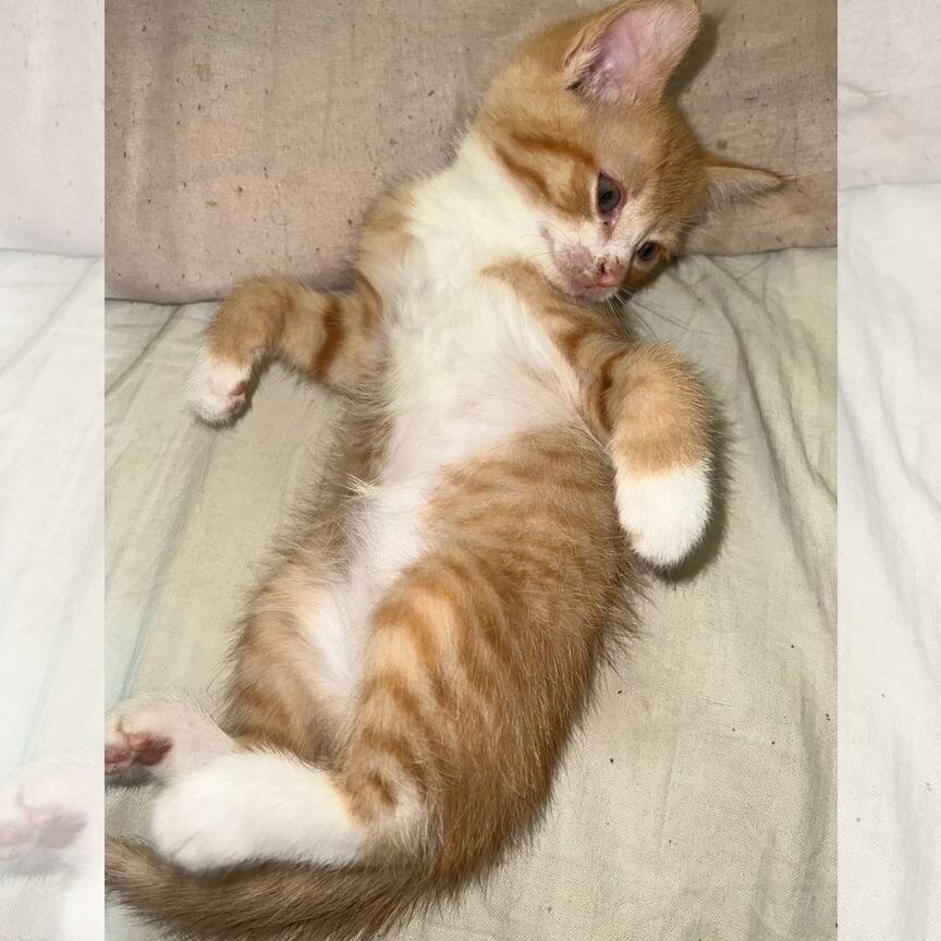 Котёнок в добрые руки