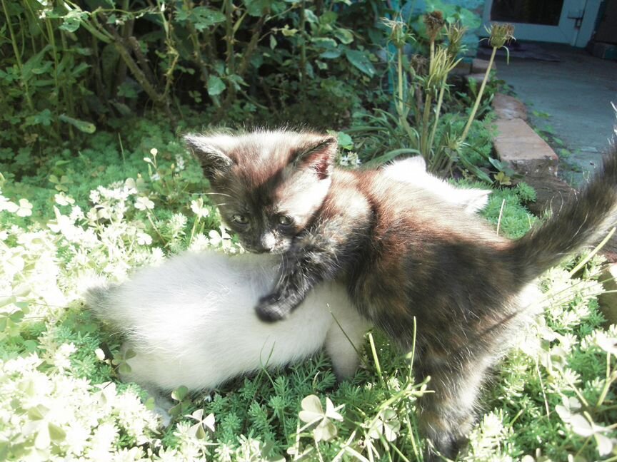 Отдам в добрые руки