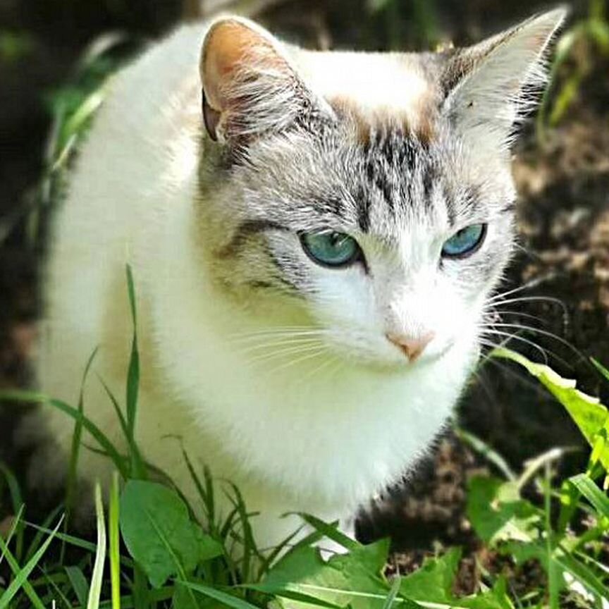 Ласковая тайская кошечка с дачи