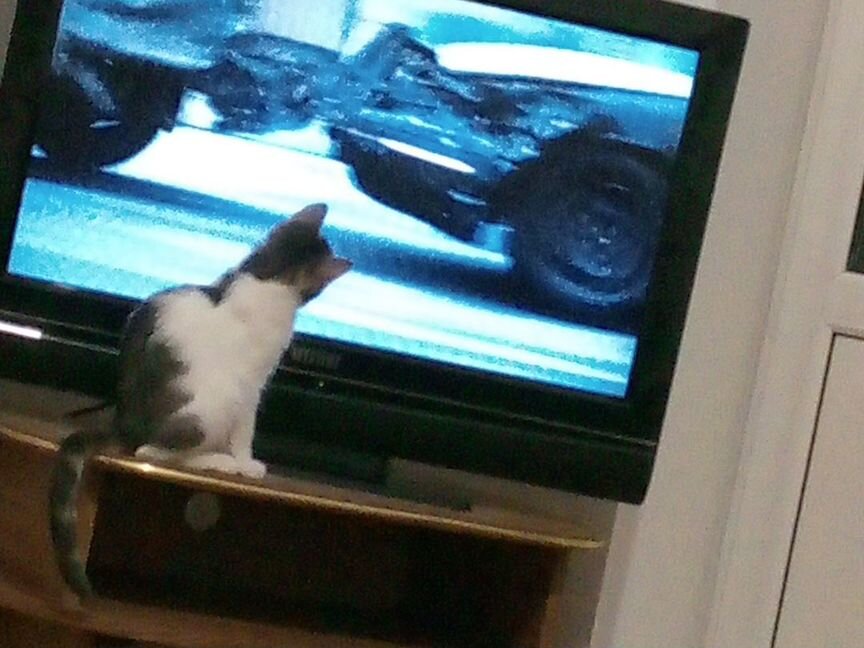 Отдам котенка в добрые руки