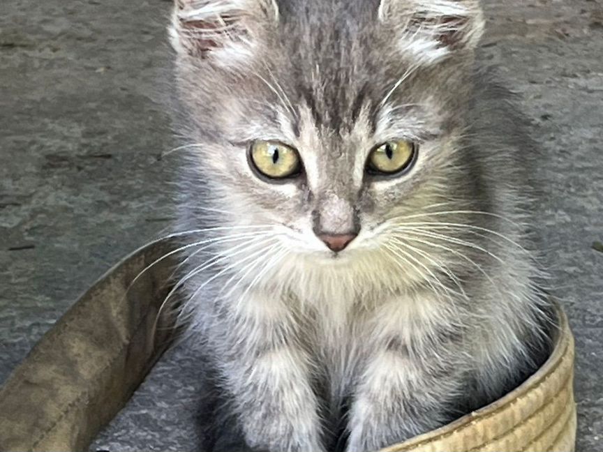 Котята в добрые руки