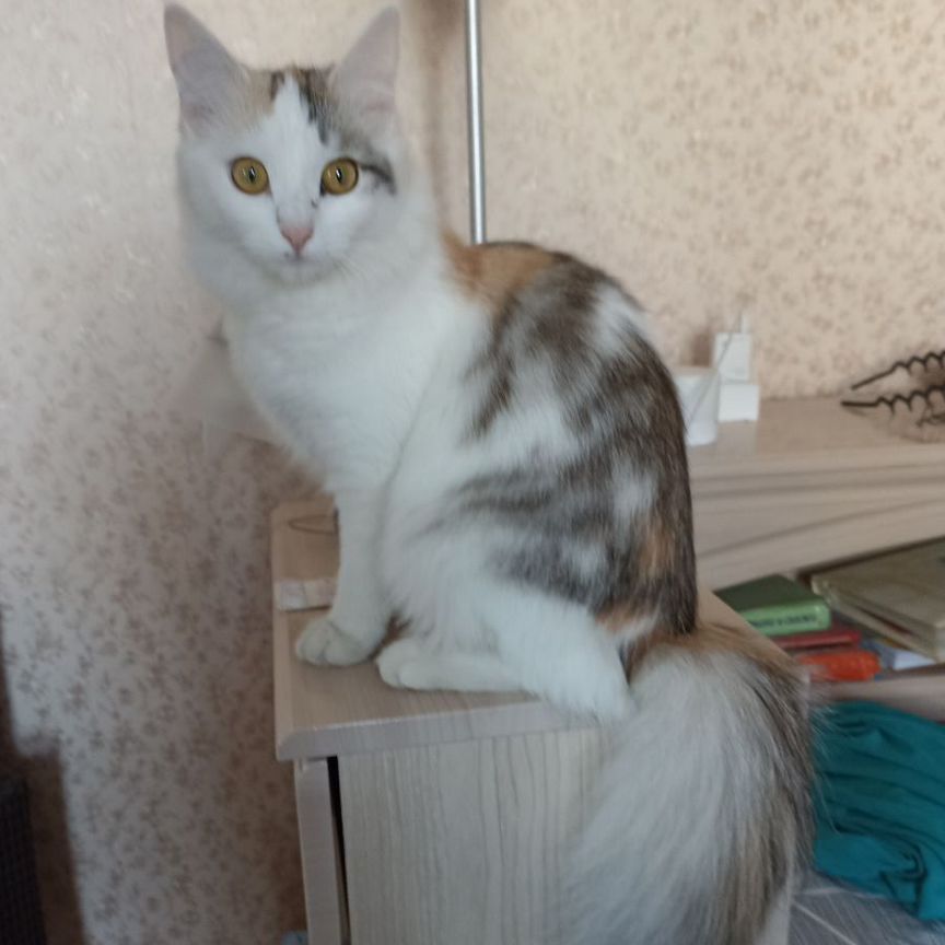 Кошка 1,5 года стерилизованная