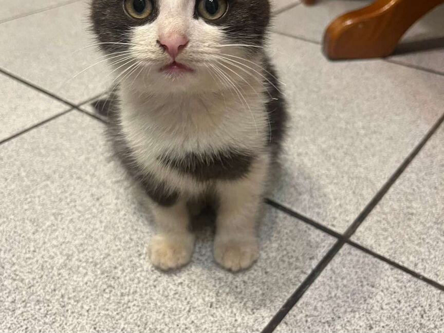 Вислоухие котята