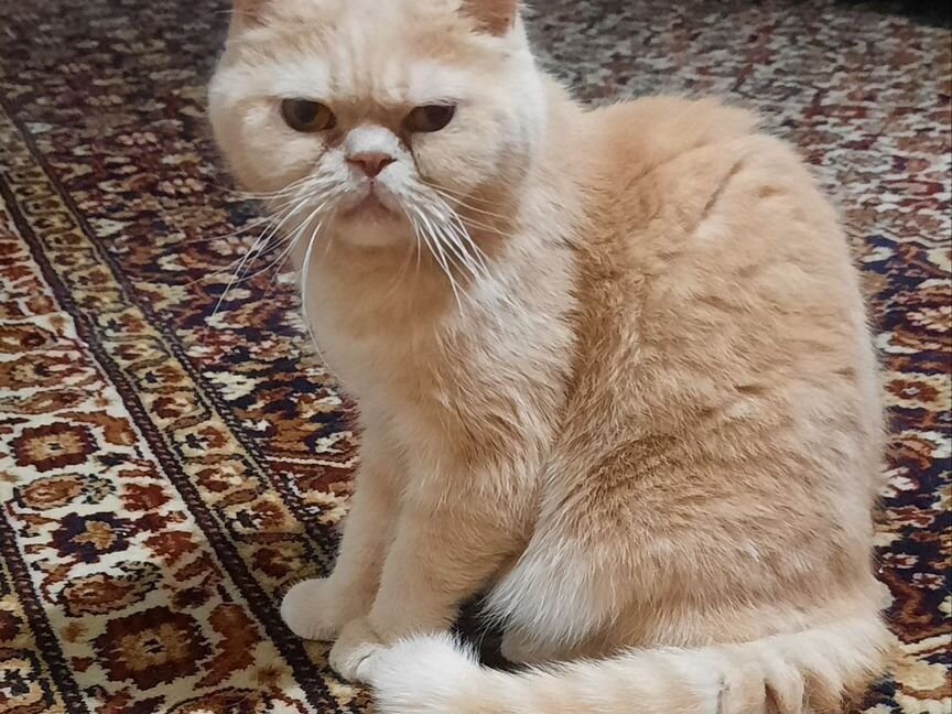 Отдам персидского кота в добрые руки