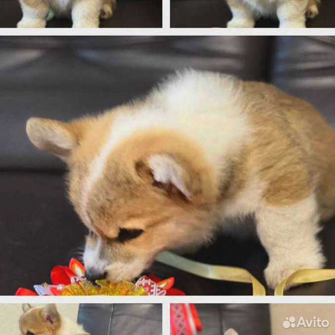 Корги красатульки