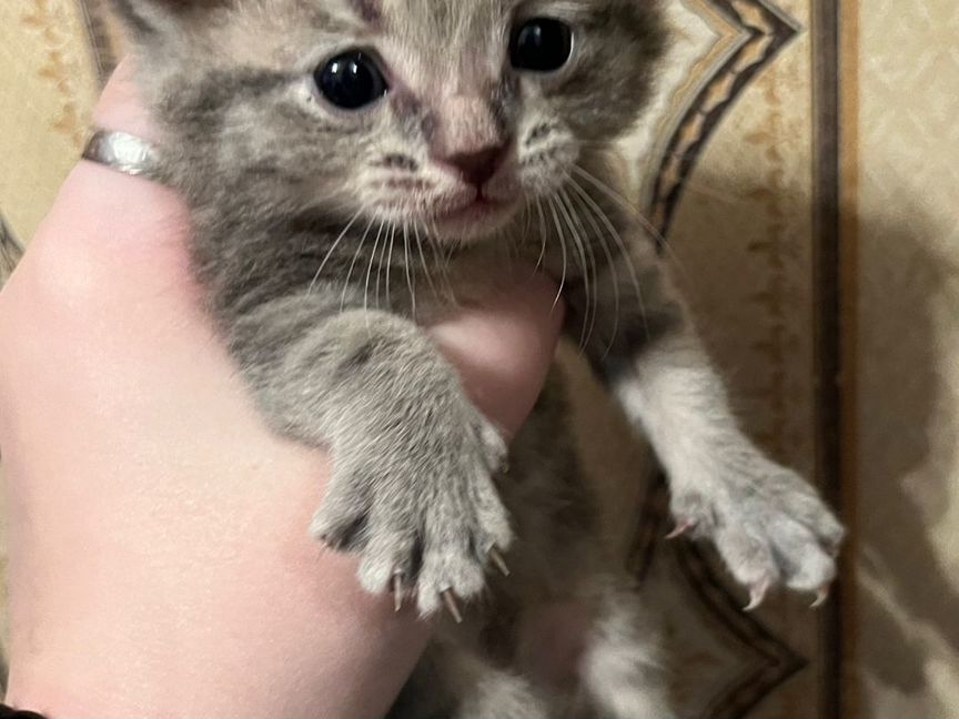 Котенок