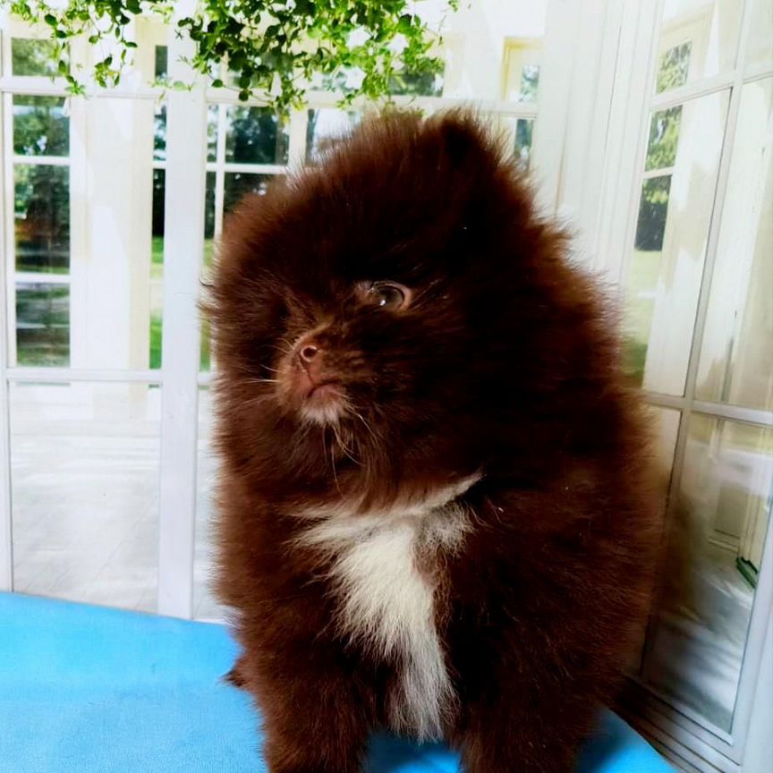 Сестренки Шпицульки. Мерле и шоколад