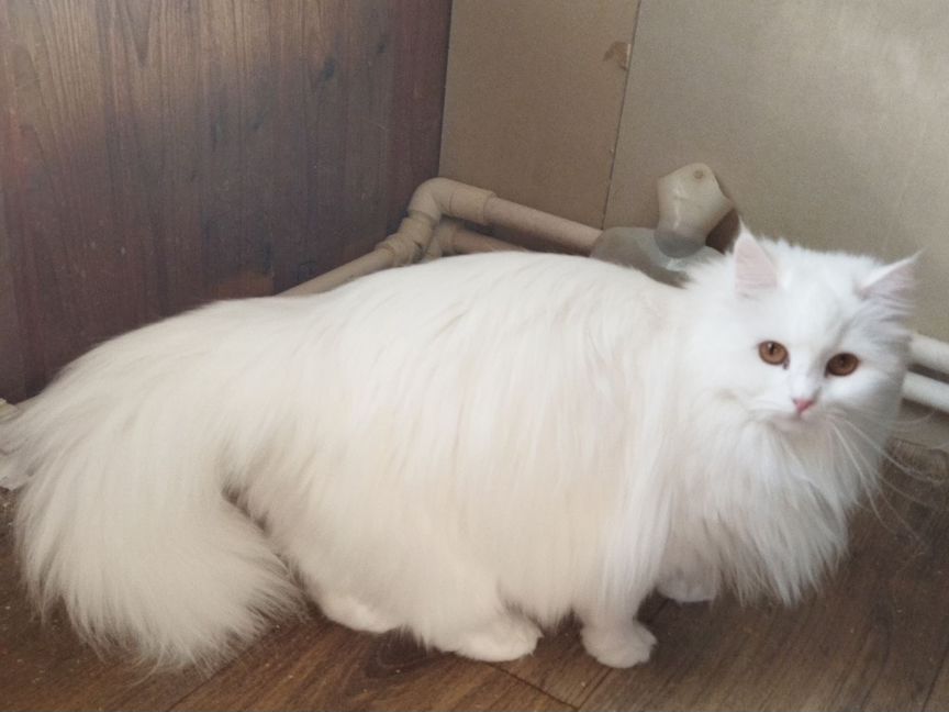 Отдам бесплатно кошек породы белый сибиряк