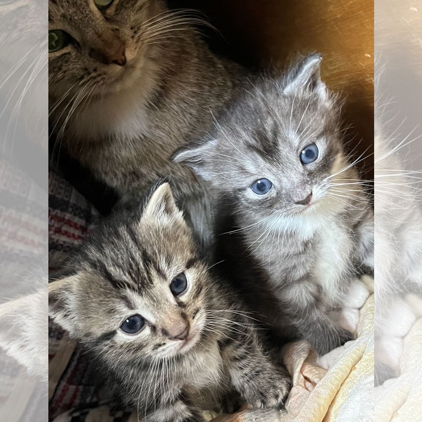 Котёнок в добрые руки