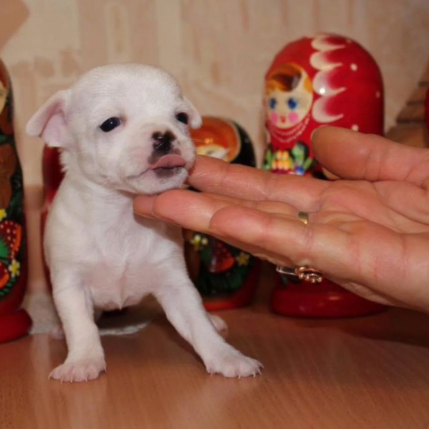 Чихуахуа, щенок