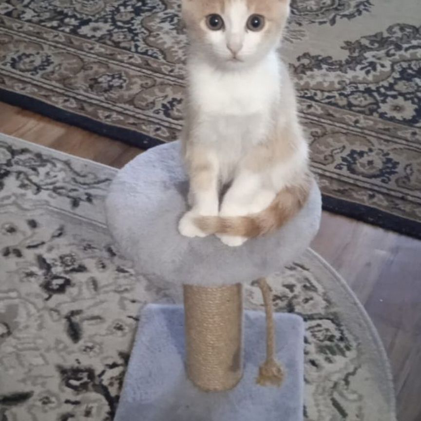 Кот в добрые руки
