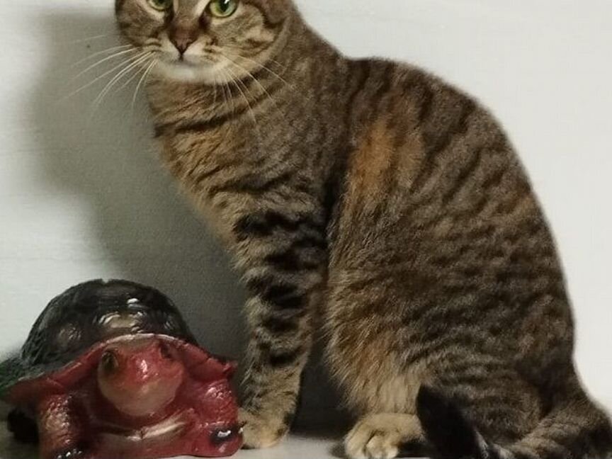 Стерилизованная Лори ищет дом