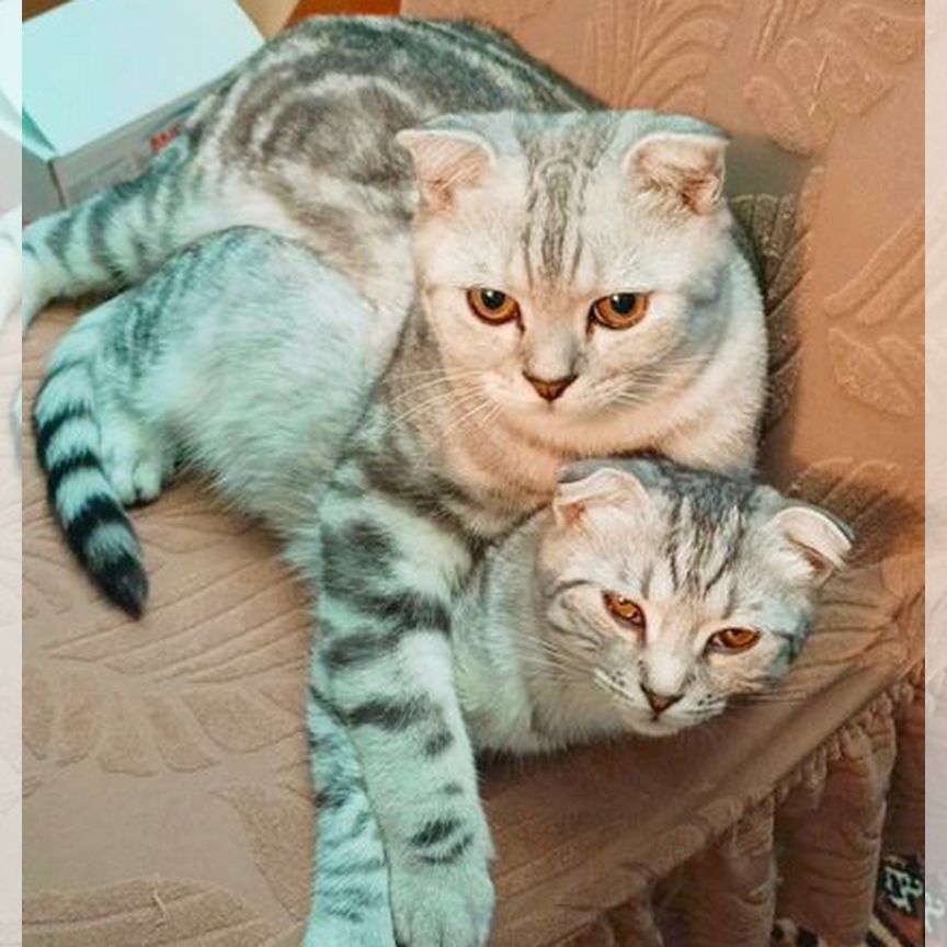 Шотландские вислоухие котята серые