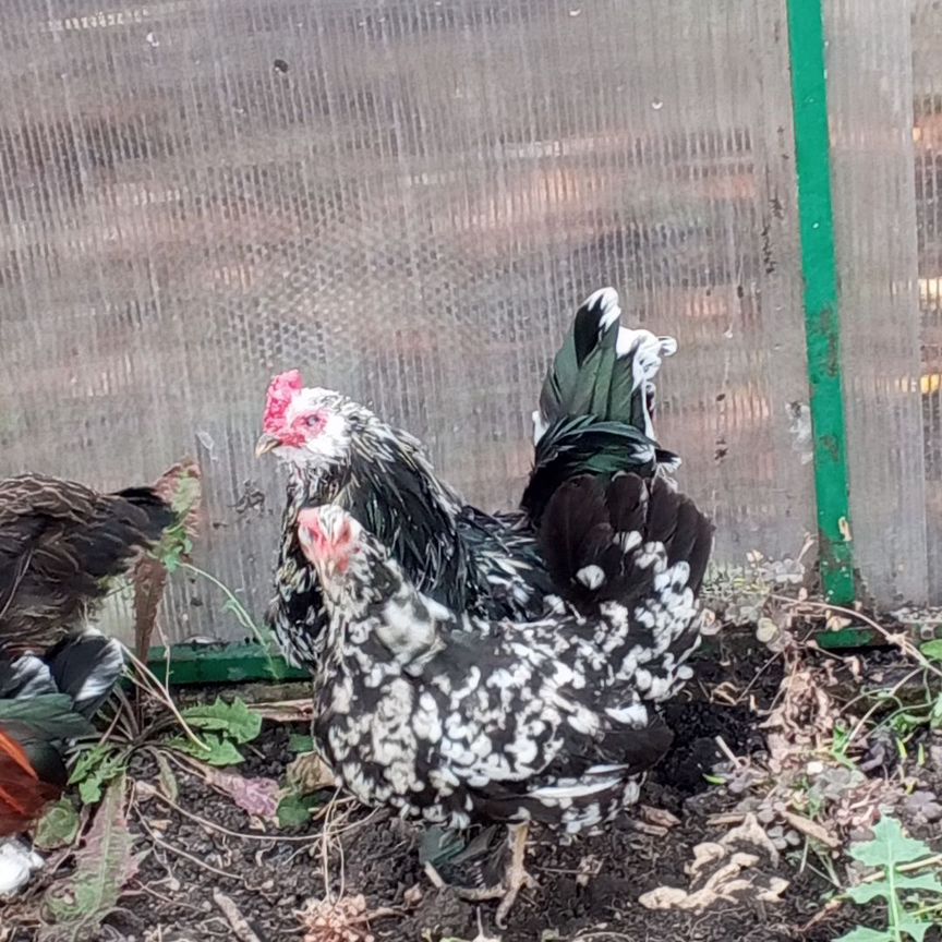 Бентамки курочки и петушки