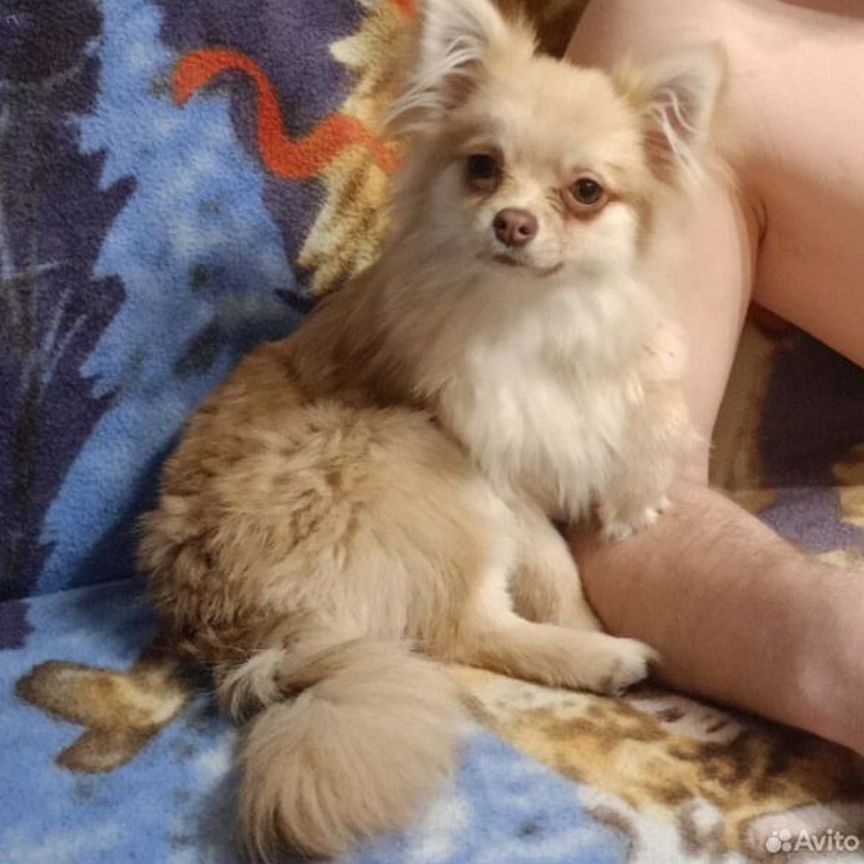 Немецкий шпиц мини