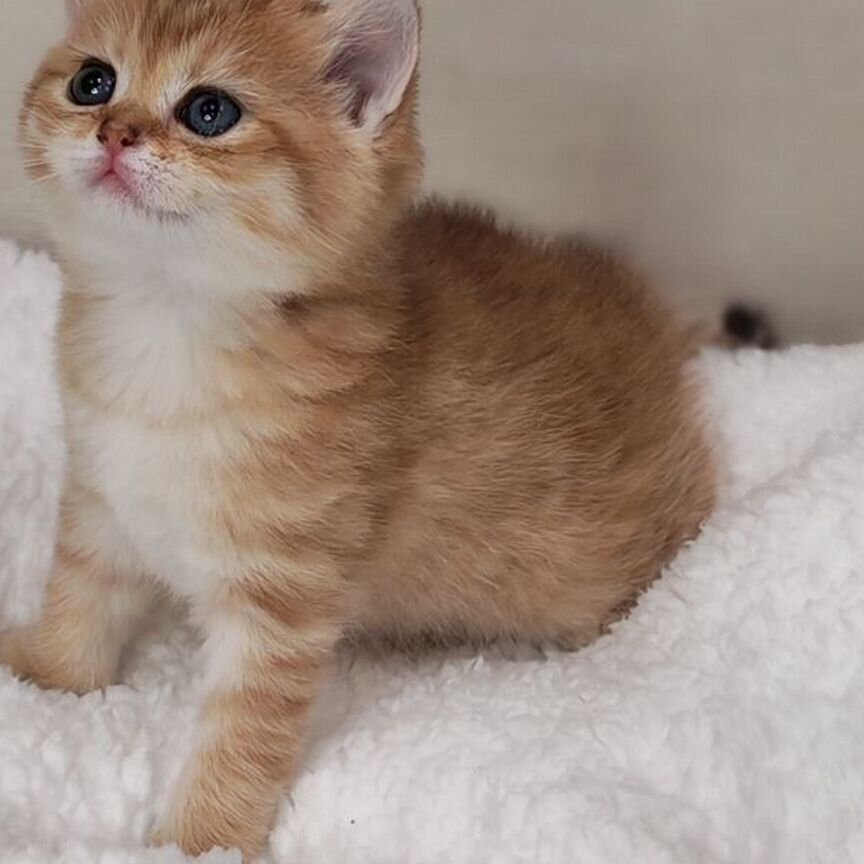 Британский короткошёрстный котёнок