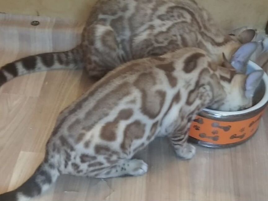 Бенгальские котята