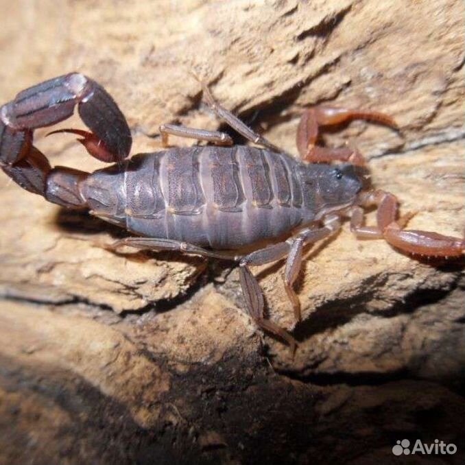 Пауки, скорпионы все для содержания
