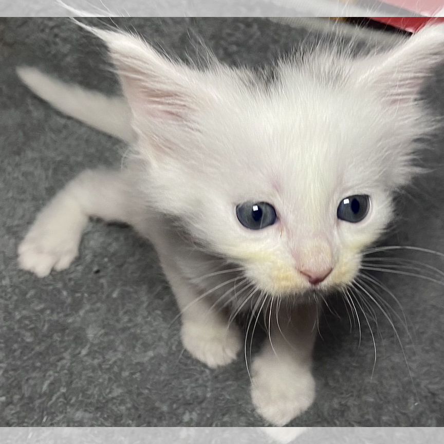 Котик