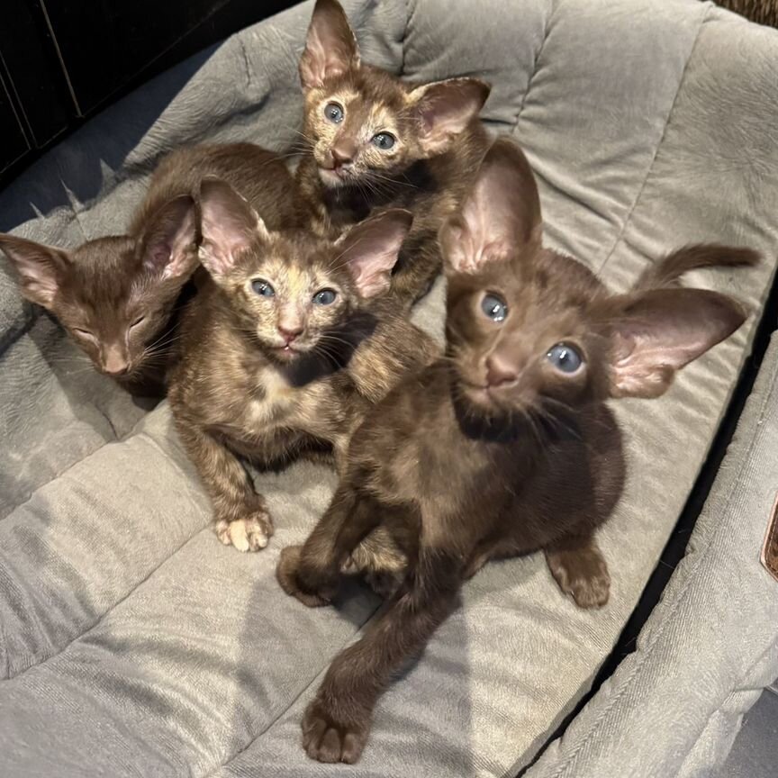 Ориентальный котёнок