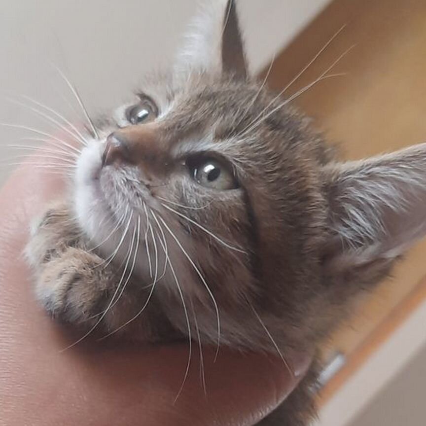 Отдам котёнка девочку Мышку