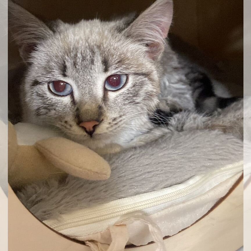 Отдам в добрые руки котенка (кошка)