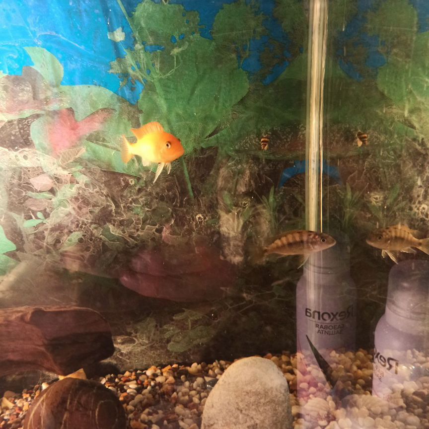 Рыбки цихлиды