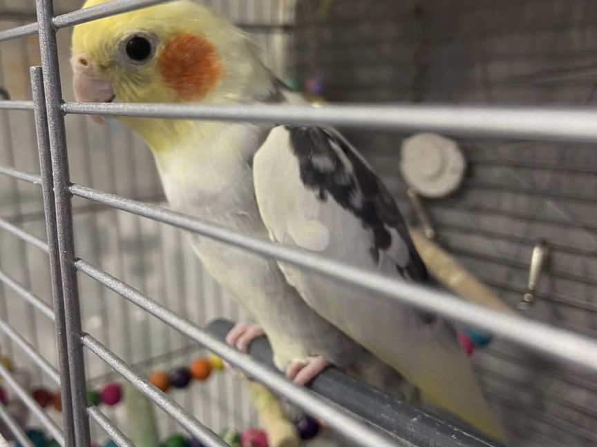 Попугай корелла с клеткой