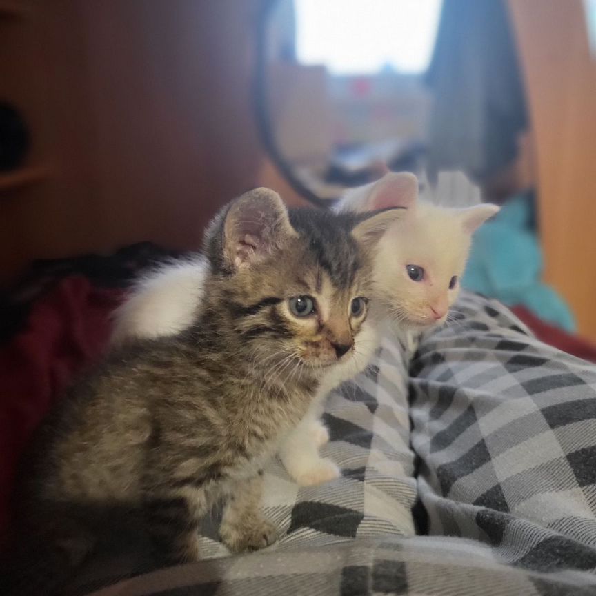 Мальчишки ищут любящую семью