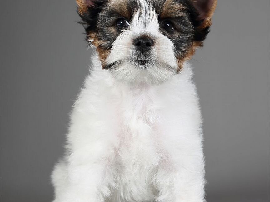 Бивер терьер щенки