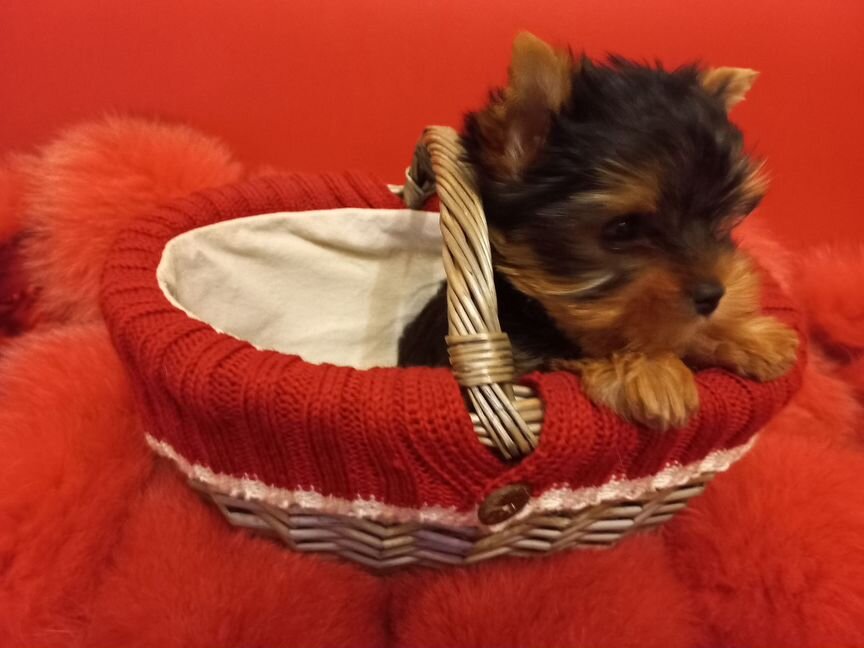 Йоркширский терьер очаровательная мини красотка