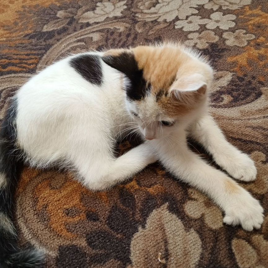 Кошечка
