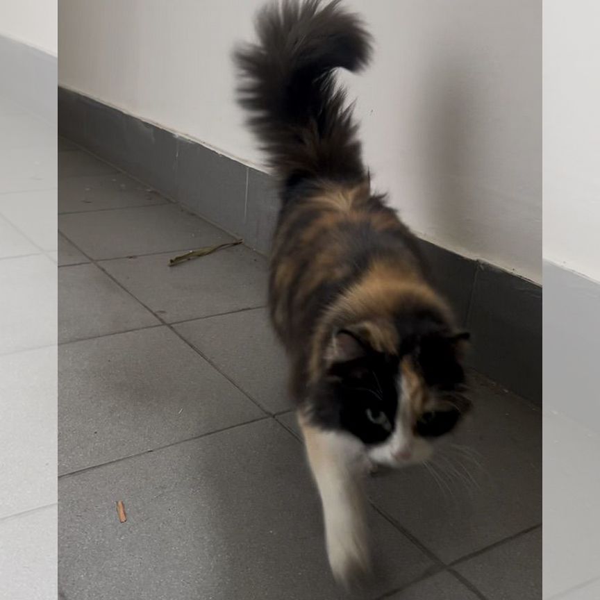 Взрослая, кошка в добрые руки