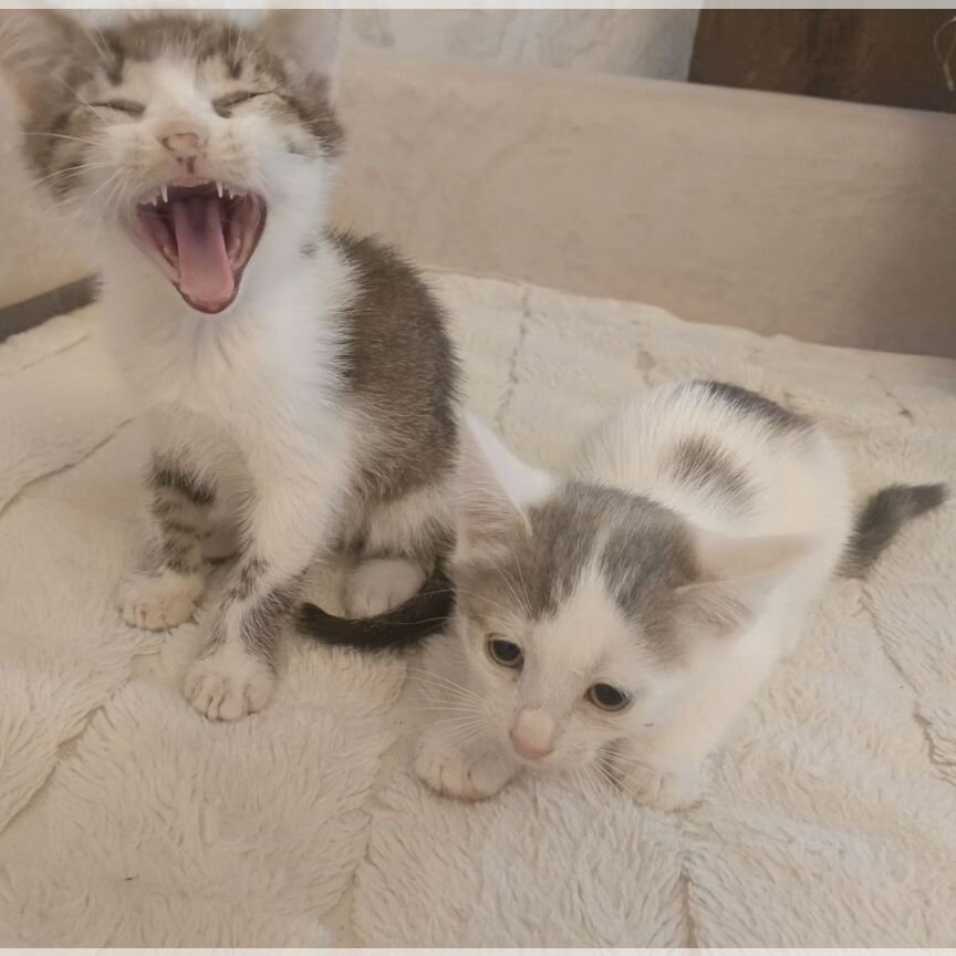 Котята