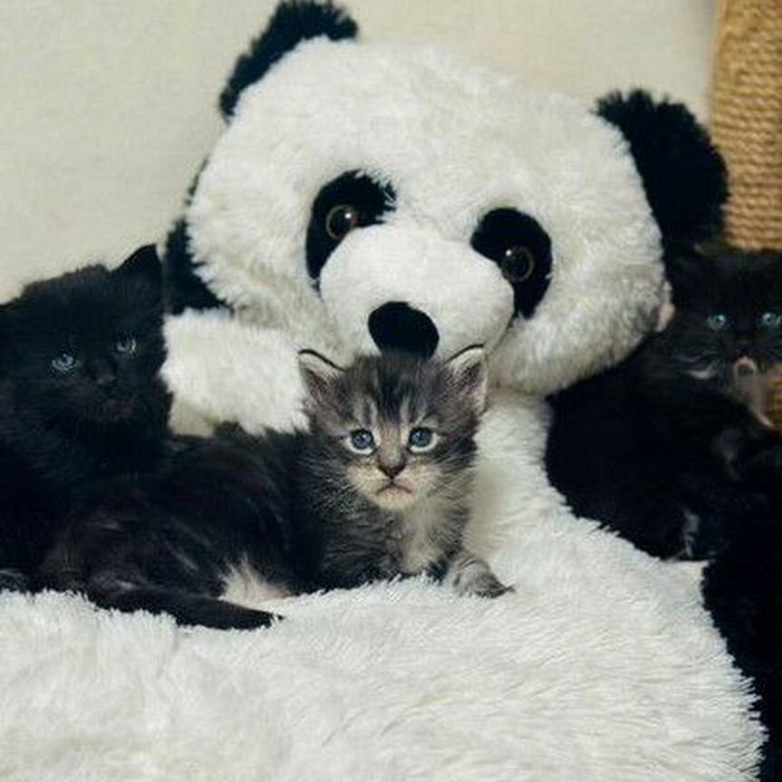 Котята мейн-кун в
