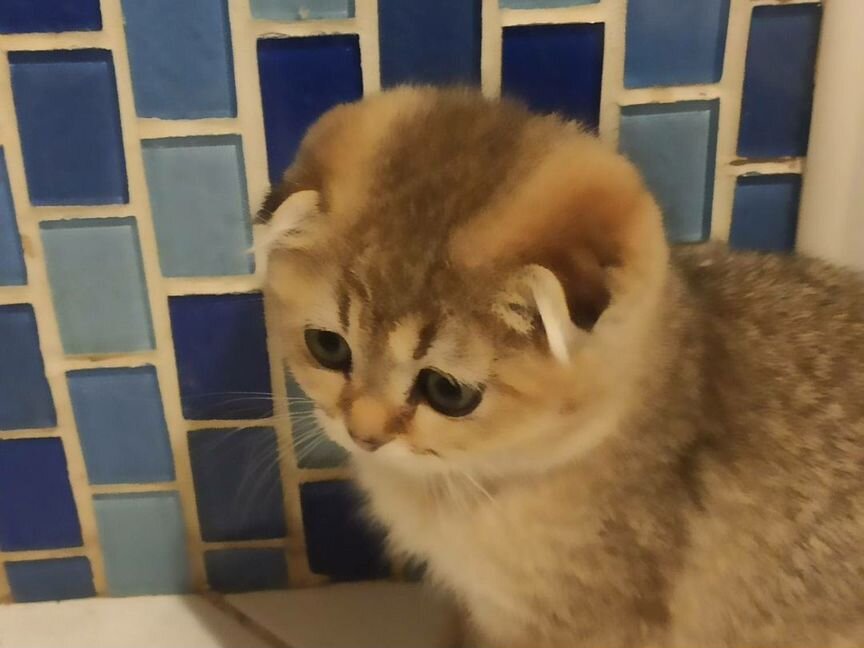 Шотландские золотые вислоухие и прямоухие котята