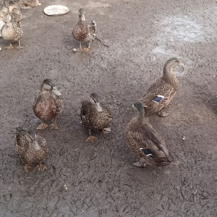 Подсадные утки для охоты и на развод