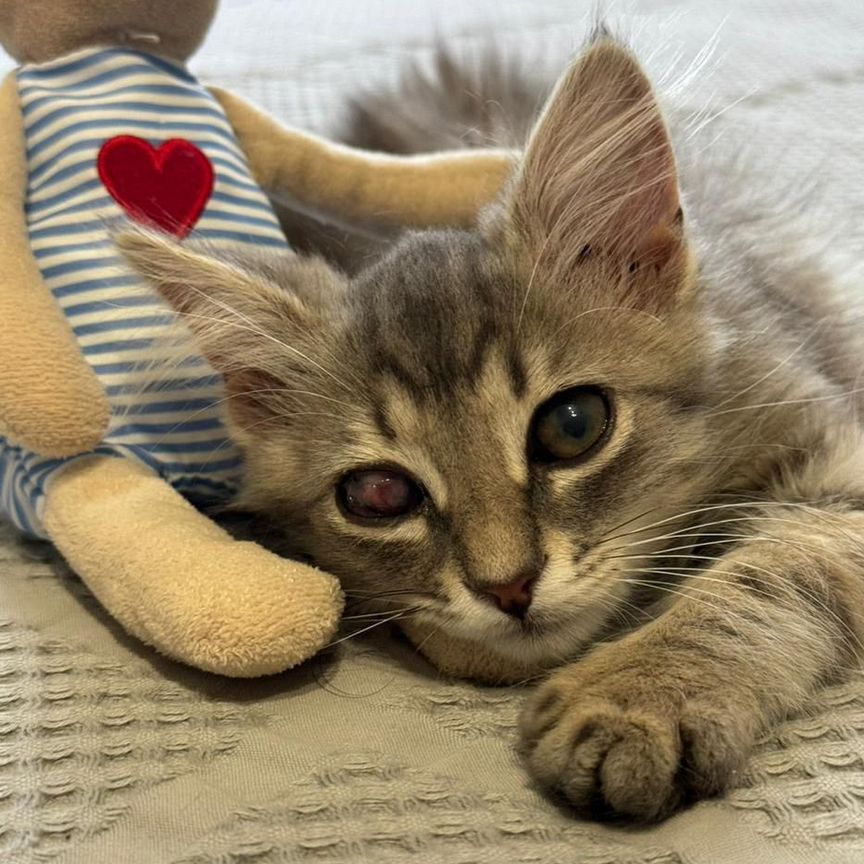 Слепому котенку нужна семья