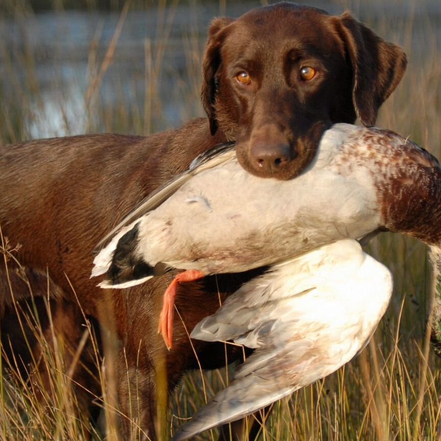 Собака для охоты