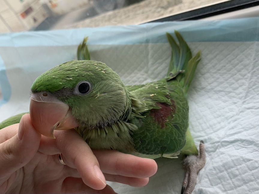 Выкормыш александрийского попугая