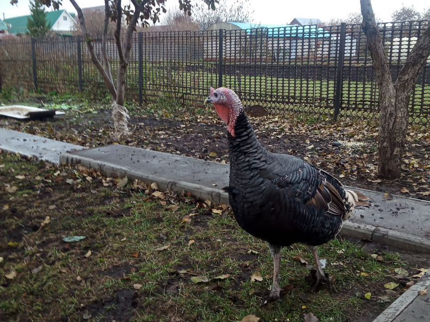 Индюк 8мес. Гуси пара 8 мес