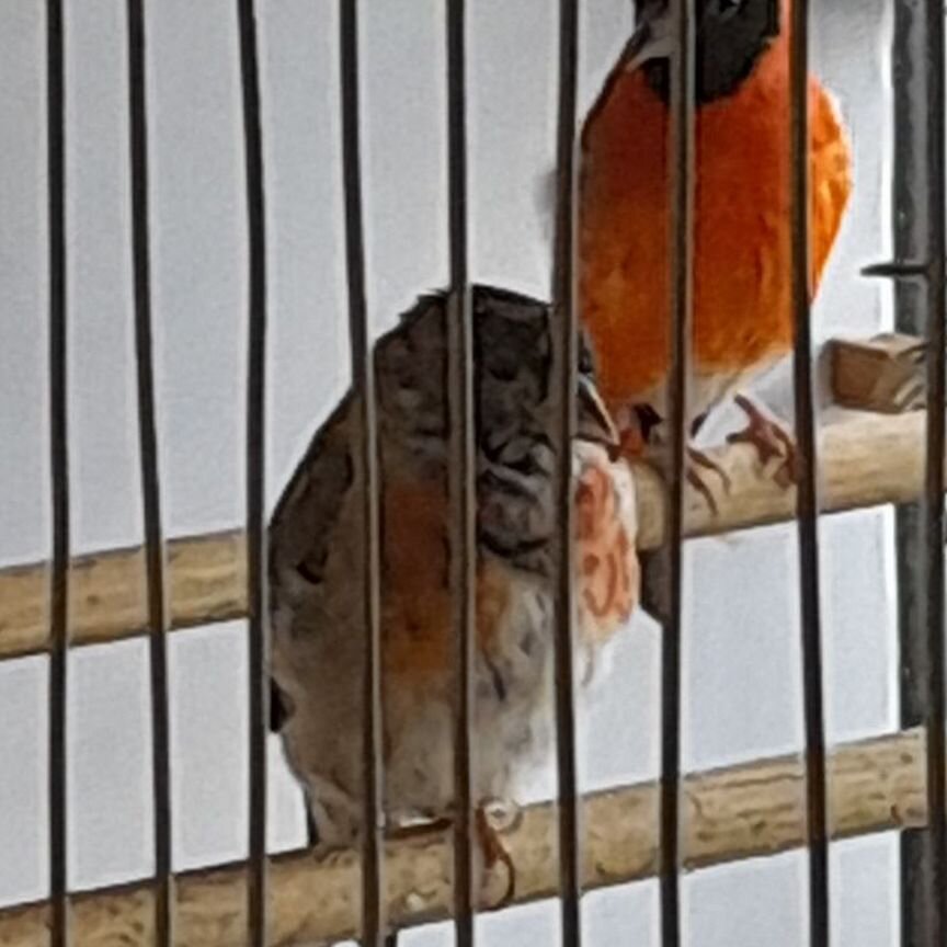 Чиж венесуэльский или красный